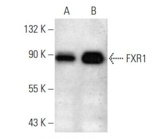 Anti-FXR1 Antibody (B-2) | SCBT - Santa Cruz Biotechnology