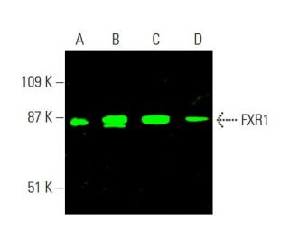Anti-FXR1 Antibody (B-2) | SCBT - Santa Cruz Biotechnology