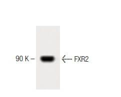 FXR2 Antibody (55) | SCBT - Santa Cruz Biotechnology