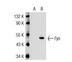 Fyn Antibody (15) | SCBT - Santa Cruz Biotechnology