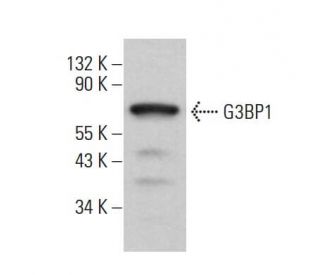 G3BP1 Antibody (H-10) - Western Blotting - Image 378434