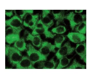G3BP1 Antibody (H-10) - Immunofluorescence - Image 142831