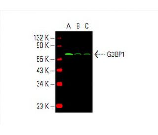 G3BP1 Antibody (H-10) - Western Blotting - Image 394823