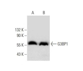 G3BP1 Antibody (H-10) - Western Blotting - Image 139438
