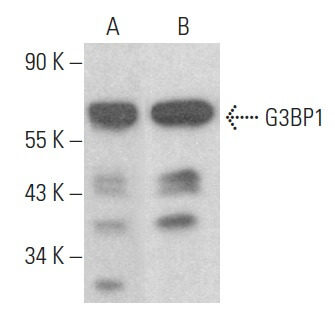 Anti-G3BP1 Antibody (H-10) | SCBT - Santa Cruz Biotechnology