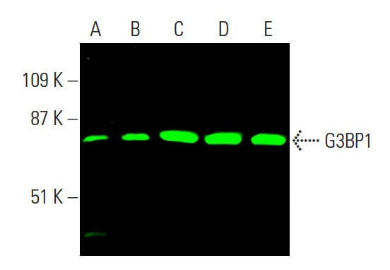 Anti-G3BP1 Antibody (H-10) | SCBT - Santa Cruz Biotechnology