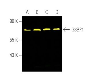 G3BP1 Antibody (H-10) - Western Blotting - Image 390327