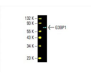 G3BP1 Antibody (H-10) - Western Blotting - Image 393676