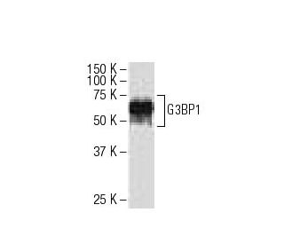 G3BP1 Antibody (TT-Y) - Western Blotting - Image 33590