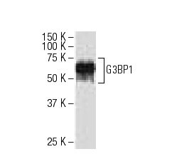 G3BP1 Antibody (TT-Y) | SCBT - Santa Cruz Biotechnology