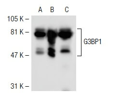 G3BP1 Antibody (TT-Y) | SCBT - Santa Cruz Biotechnology