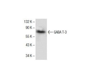 GABA T-3 Antibody (G-6) - Western Blotting - Image 151712