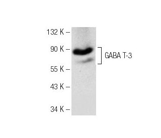 GABA T-3 Antibody (G-6) - Western Blotting - Image 151713