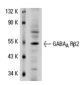 SCBT - Santa Cruz Biotechnology
