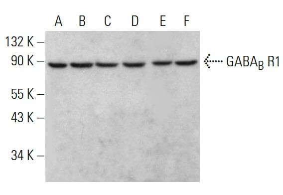 GABAB R1 Antibody (C-11) | SCBT - Santa Cruz Biotechnology