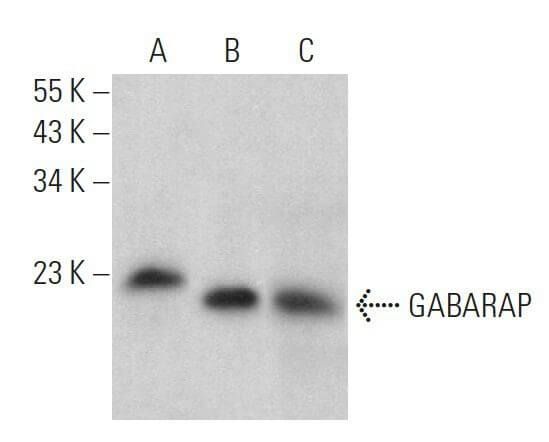 GABARAP Antibody (E-8) | SCBT - Santa Cruz Biotechnology