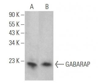 GABARAP Antibody (E-8) - Western Blotting - Image 362217