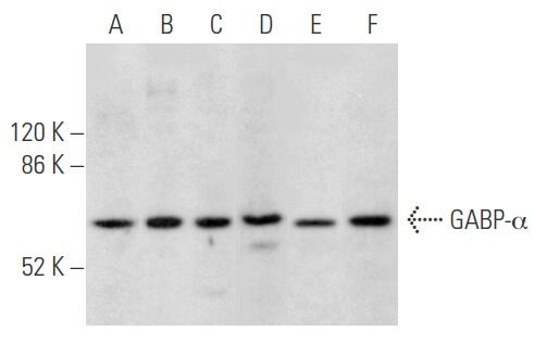 GABP-α抗体 (G-1) | SCBT - Santa Cruz Biotechnology