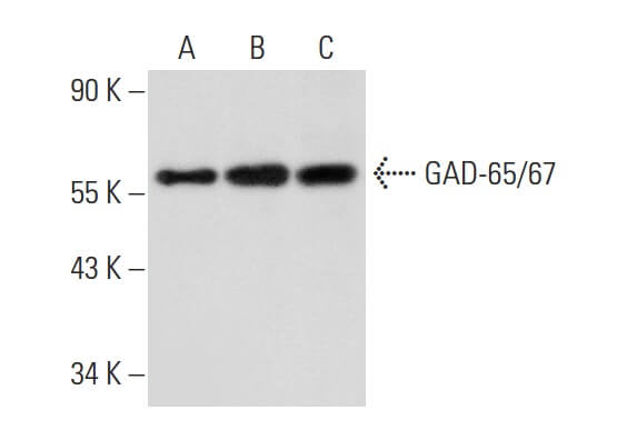 Anti-GAD-65/67 Antibody (C-9) | SCBT - Santa Cruz Biotechnology