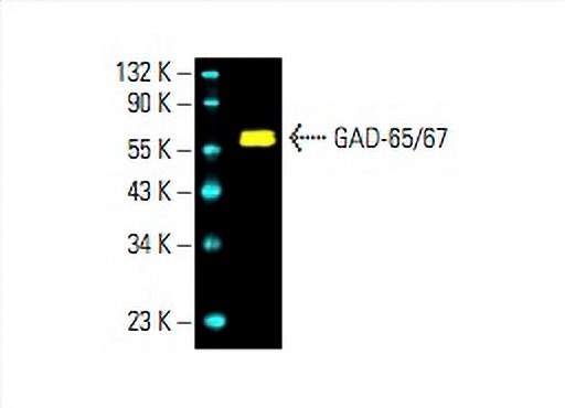 Anti-GAD-65/67 Antibody (C-9) | SCBT - Santa Cruz Biotechnology