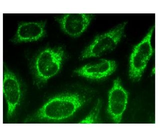 GAD-65 Antibody (A-3) - Immunofluorescence - Image 282721