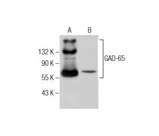 GAD-65 Antibody (A-3) - Western Blotting - Image 281837