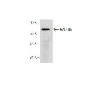 GAD-65 Antibody (A-3) - Western Blotting - Image 286075