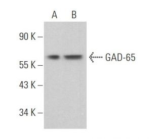 GAD-65 Antibody (A-3) - Western Blotting - Image 379431
