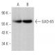 Anti-GAD-65 Antibody (A-3) | SCBT - Santa Cruz Biotechnology
