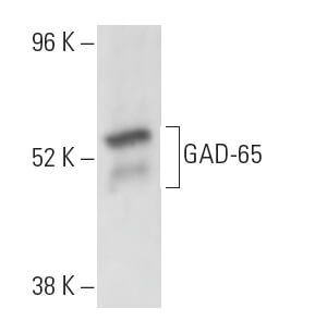 GAD-65 Antibody (GAD-6) | SCBT - Santa Cruz Biotechnology