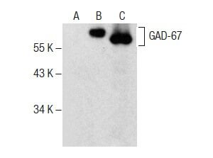 GAD-67 Antibody (A-4) | SCBT - Santa Cruz Biotechnology