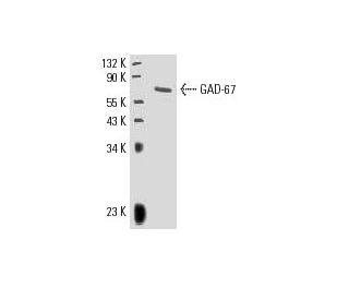 GAD-67 Antibody (F-6) - Western Blotting - Image 9001