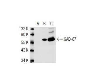 GAD-67 Antibody (F-6) - Western Blotting - Image 42433
