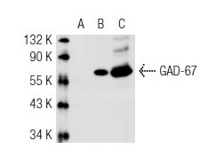 Anti-GAD-67 Antibody (F-6) | SCBT - Santa Cruz Biotechnology