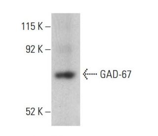 GAD-67 Antibody (F-6) - Western Blotting - Image 398979