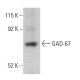 GAD-67 Antibody (F-6) | SCBT - Santa Cruz Biotechnology