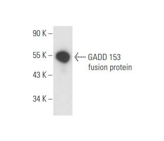 DDIT3/CHOP/GADD153 Antibody (H-5) | SCBT - Santa Cruz Biotechnology