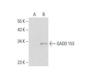 GADD 153 Antibody (H-5) - Western Blotting - Image 128799
