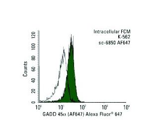 Anti-GADD 45α Antibody (C-4) | SCBT - Santa Cruz Biotechnology