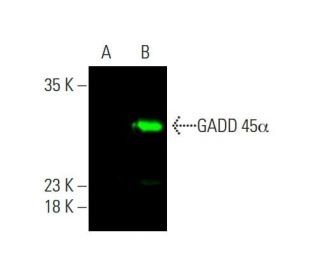 GADD 45α Antibody (C-4) - Western Blotting - Image 382014