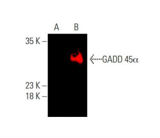 GADD 45α Antibody (C-4) - Western Blotting - Image 382016