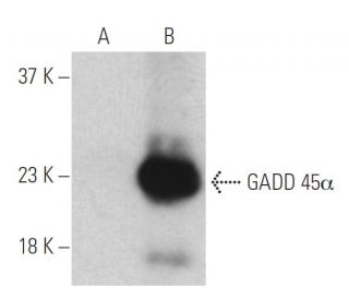GADD 45α Antibody (C-4) - Western Blotting - Image 399058