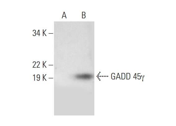 GADD 45γ抗体 (B-1) | SCBT - Santa Cruz Biotechnology