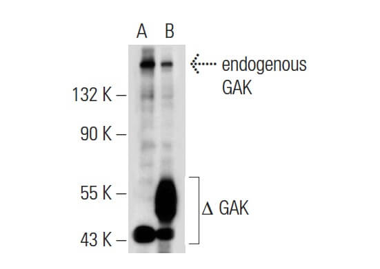 GAK Antibody (D-2) | SCBT - Santa Cruz Biotechnology