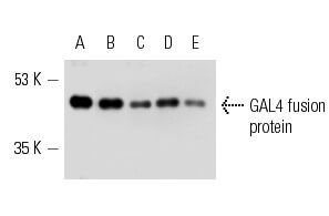 GAL4 (DBD 1-147) Protein | SCBT - Santa Cruz Biotechnology