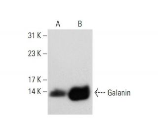 Galanin Antibody (H-11) - Western Blotting - Image 73159