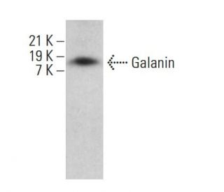Galanin Antibody (H-11) - Western Blotting - Image 381772