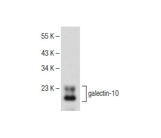 Anti-galectin-10 Antibody (D-8) | SCBT - Santa Cruz Biotechnology