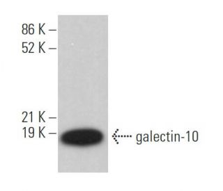 galectin-10 Antibody (D-8) - Western Blotting - Image 370060