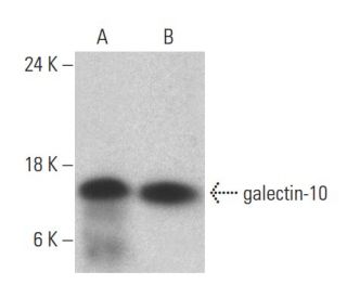galectin-10 Antibody (D-8) - Western Blotting - Image 399031